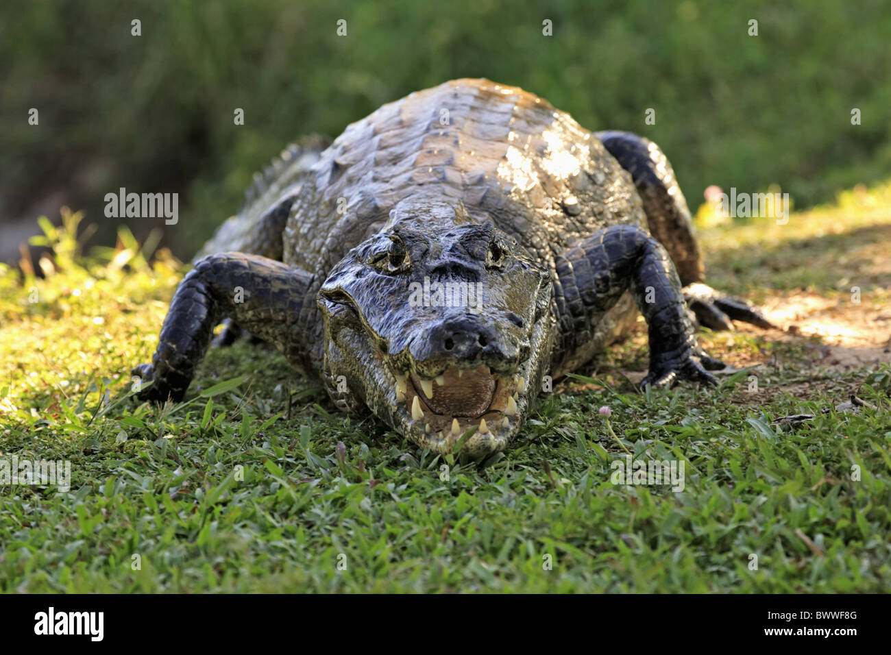 an Land - on shore Portrait caiman reptile reptiles crocodilia ...