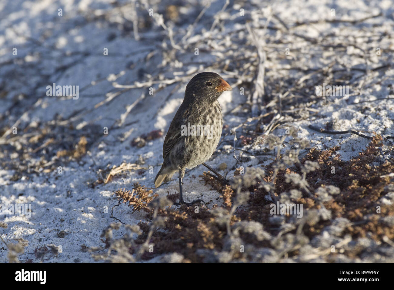 Small ground finch on Espanola iSland, Galapagos Stock Photo - Alamy