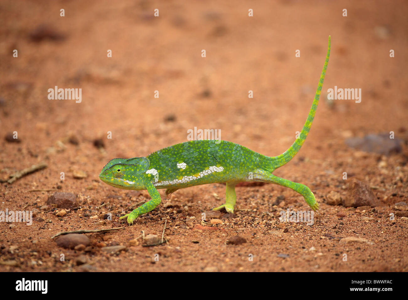Flap Necked Chameleons High Resolution Stock Photography and Images - Alamy