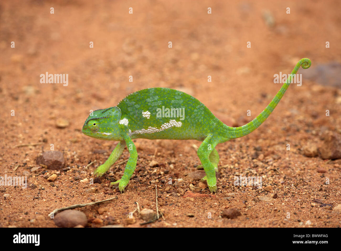Flap Necked Chameleons High Resolution Stock Photography and Images - Alamy