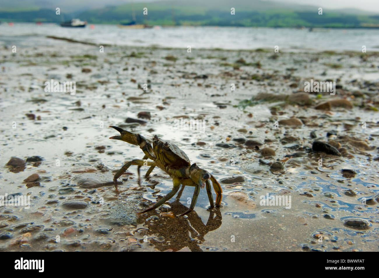 Close up of crab showing aggressive behaviour on Beaumaris beach ...