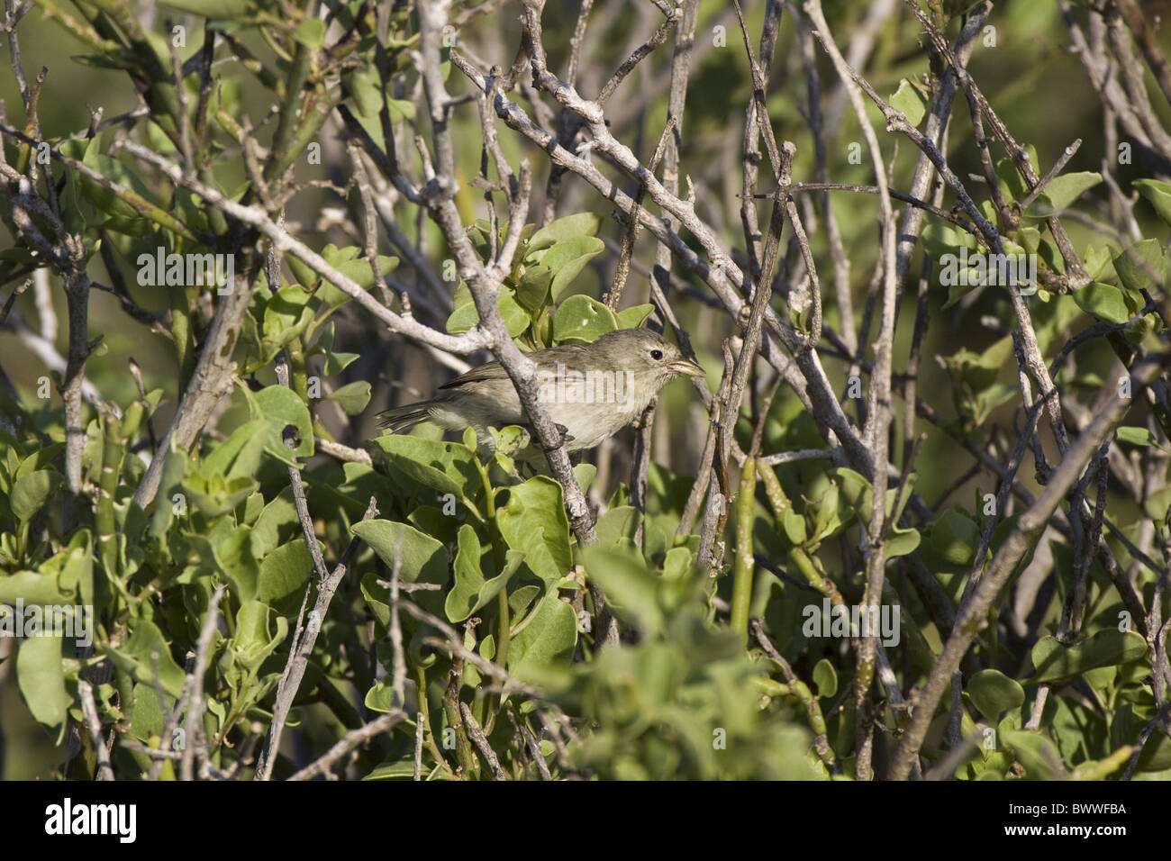 grey warbler finch Certhidea fusca Espanola Stock Photo - Alamy