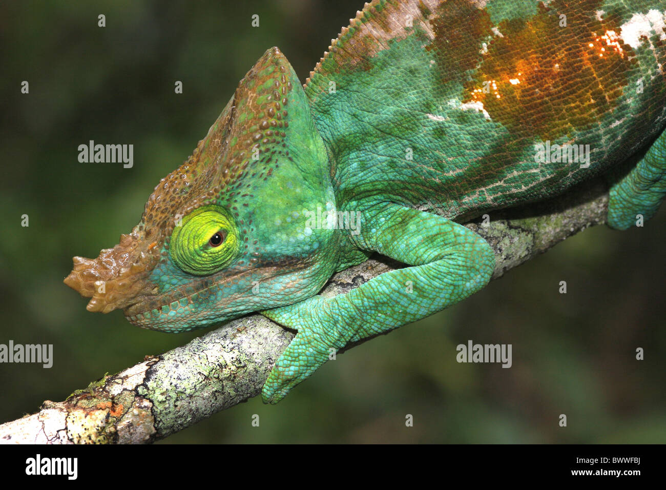 Parson's Chameleon Calumma parsonii adult Stock Photo - Alamy