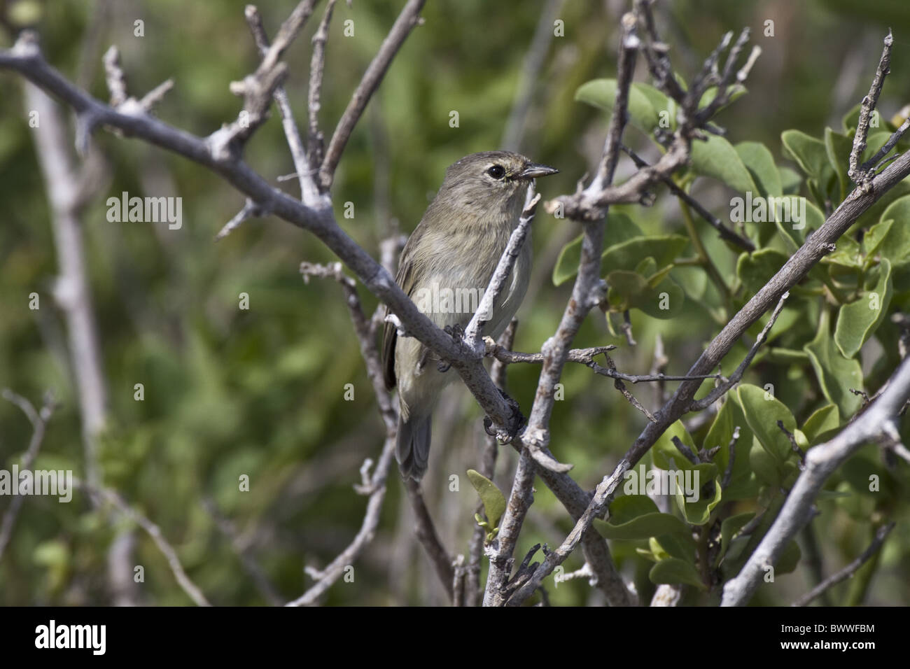 grey warbler finch Certhidea fusca Espanola Stock Photo - Alamy