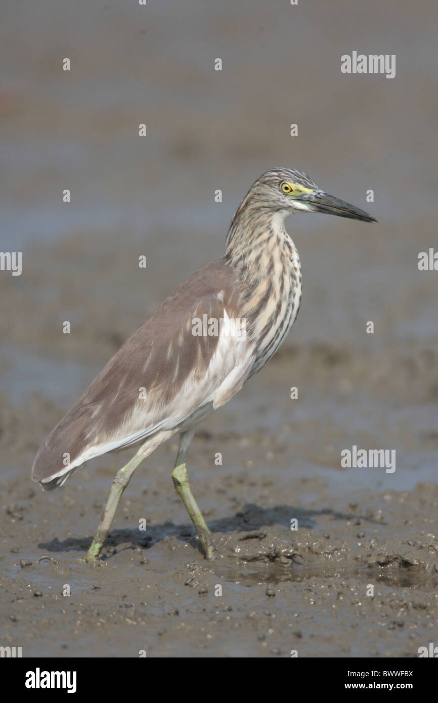 Chinese pond heron ardeola bacchus non breeding plumage hi-res stock ...
