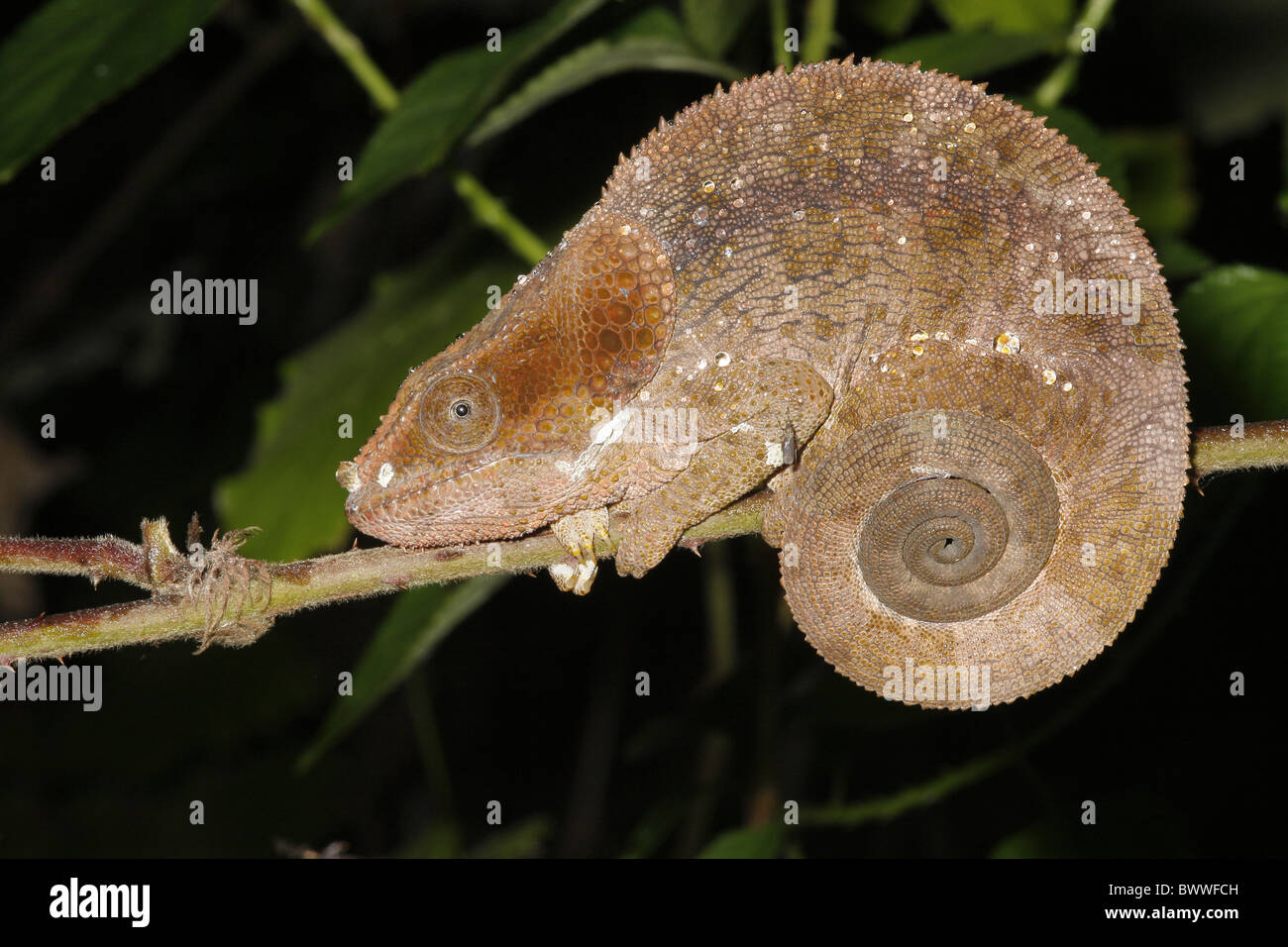 Short horned chameleon calumma brevicornis hi-res stock photography and ...