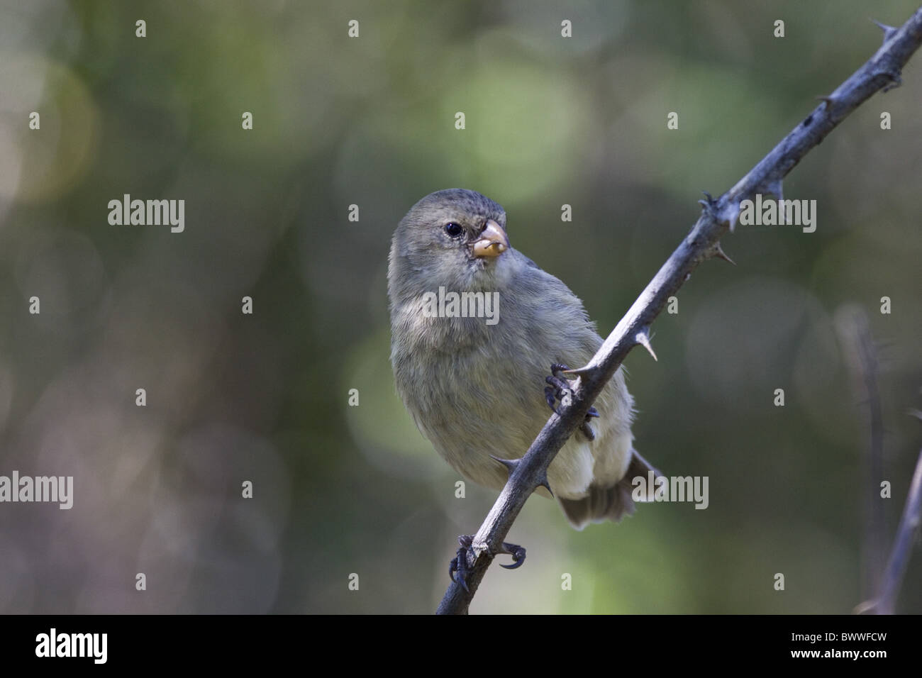 Galapagos Small tree Finch Stock Photo - Alamy