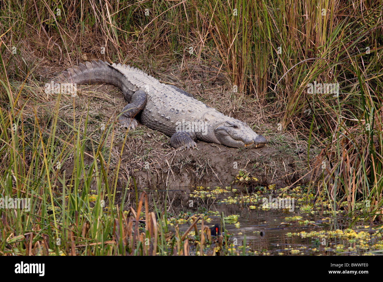 mugger crocodile crocodiles reptile reptiles crocodilia crocodilian ...