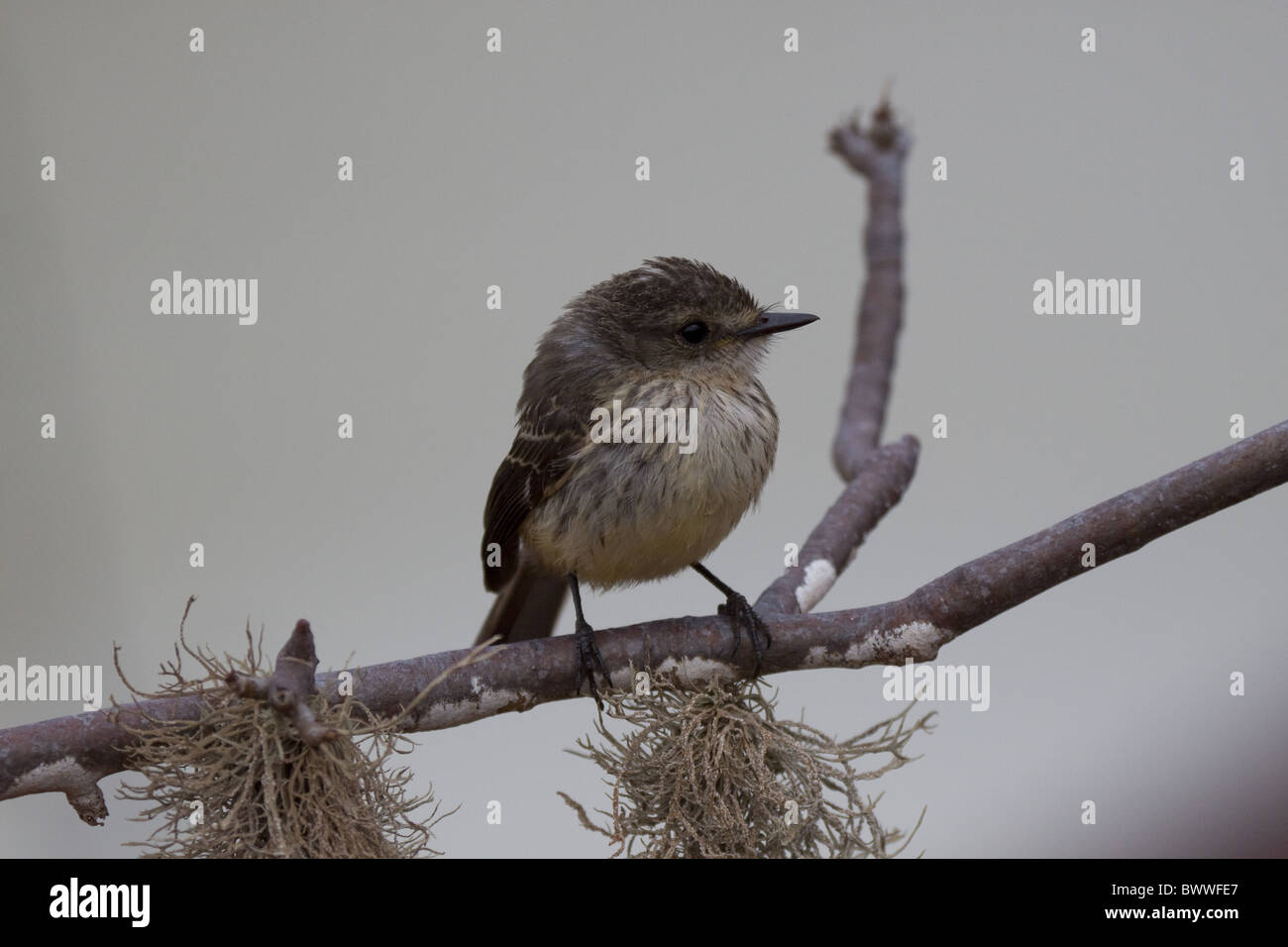 Female vermilion flycatcher hi-res stock photography and images - Alamy