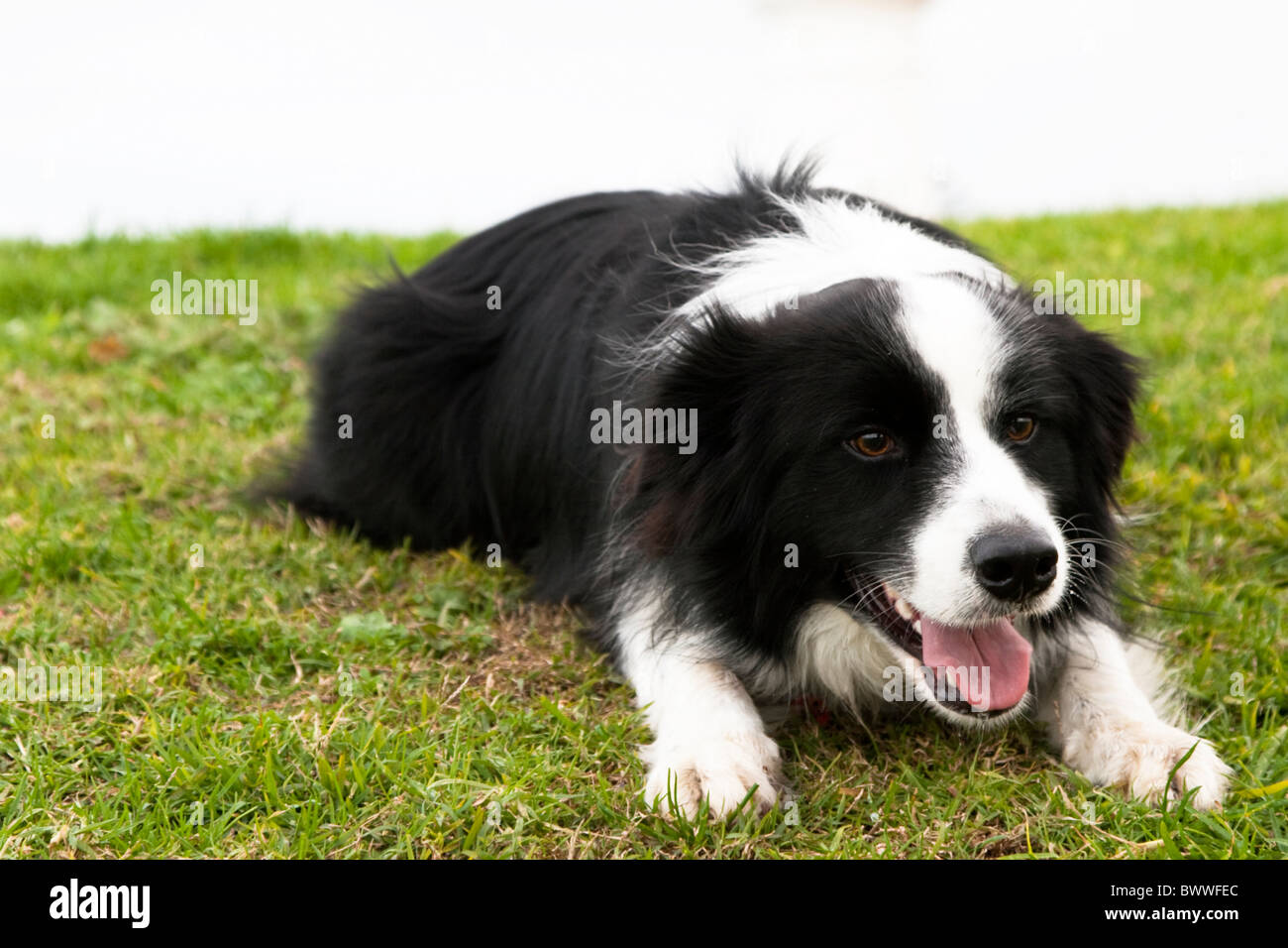 Border collie lying down hi-res stock photography and images - Alamy