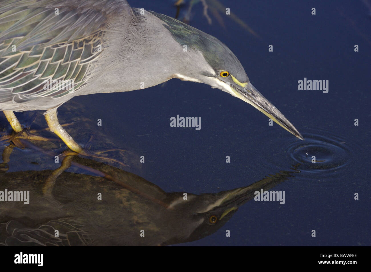 Birds catching insects hi-res stock photography and images - Alamy