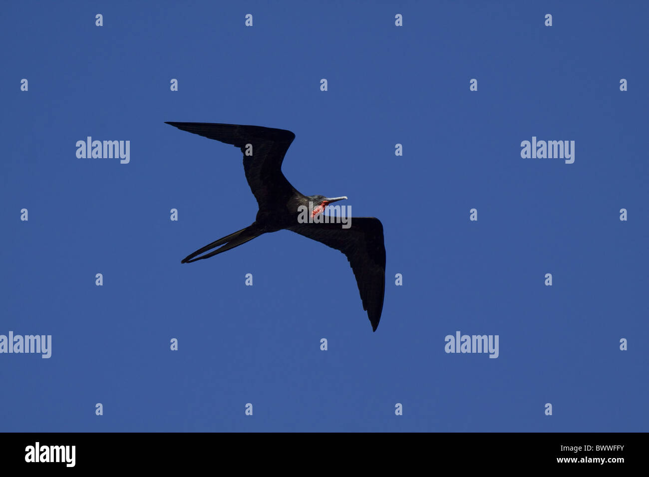 Great Frigatebird male flight showing deflated Stock Photo - Alamy
