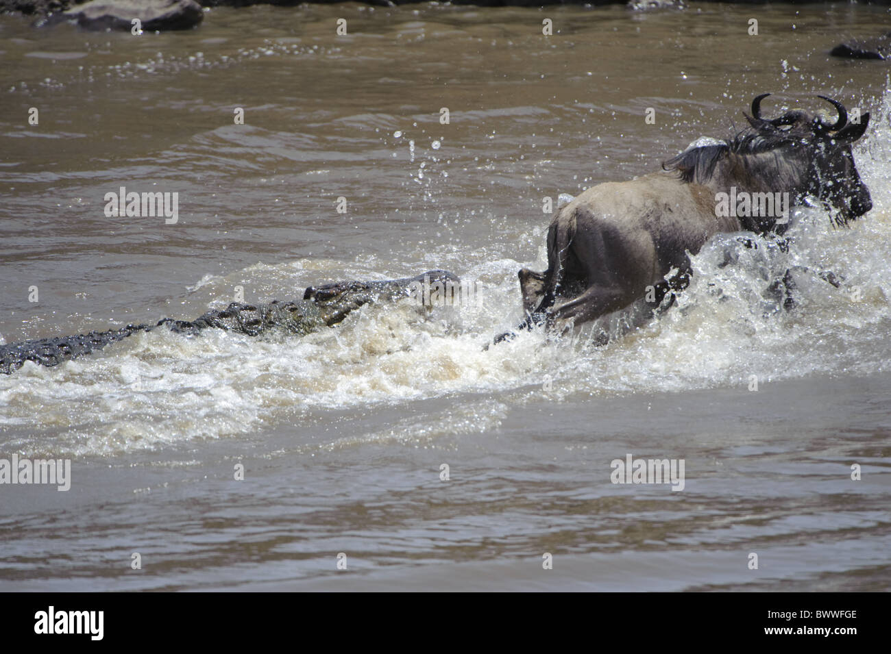 Nile Crocodile (Crocodylus niloticus) adult, attacking Blue Wildebeest ...