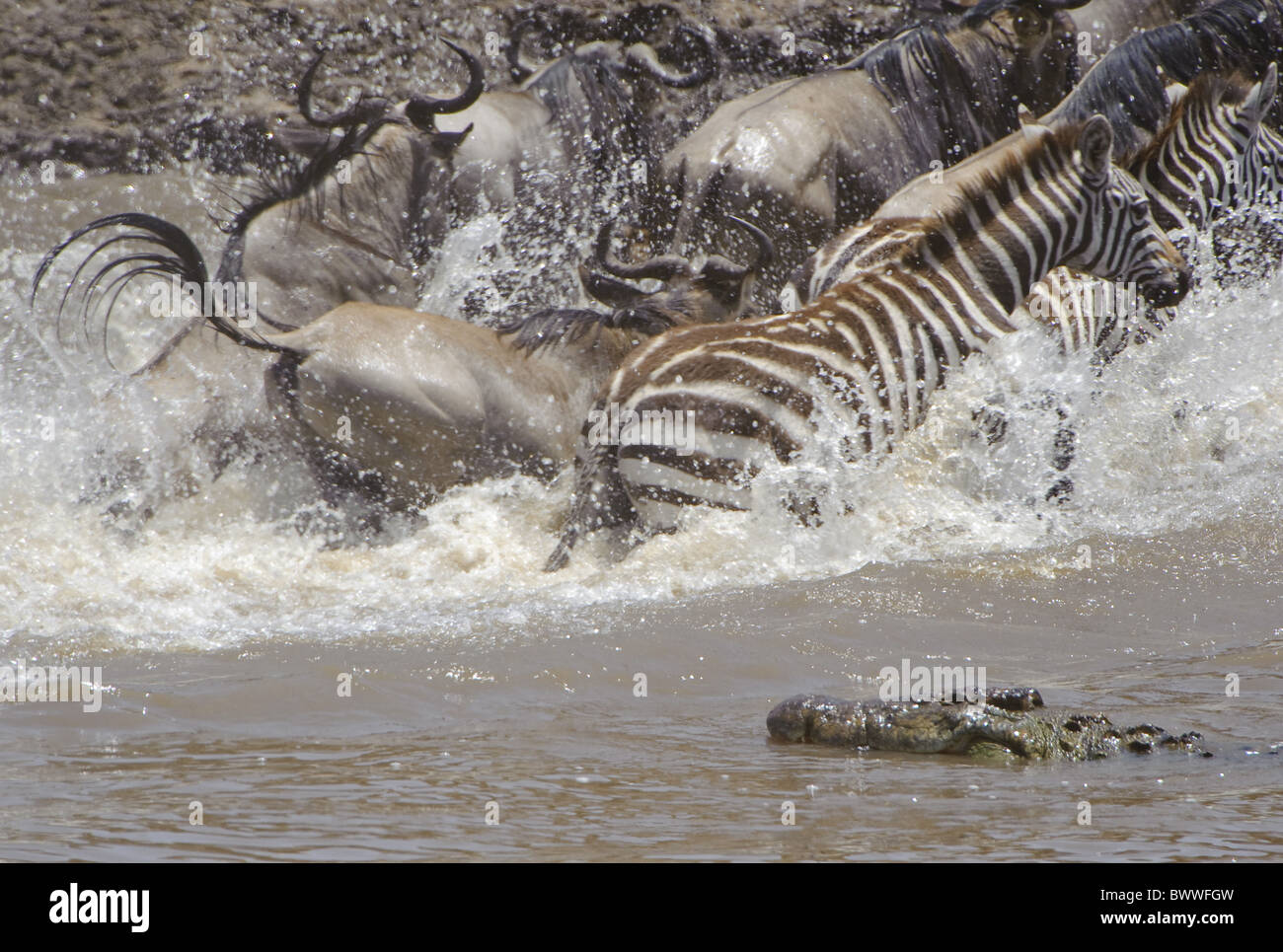 Nile Crocodile (Crocodylus niloticus) adult, hunting Common Zebra and ...