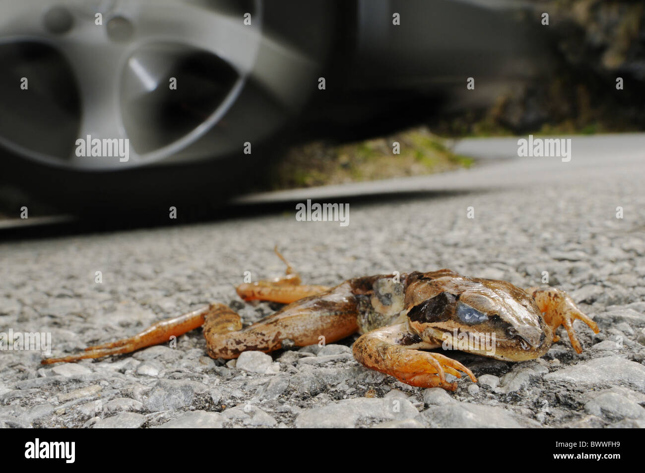 amphibians car human environment Rana dalmatina road-kill frog frogs ...