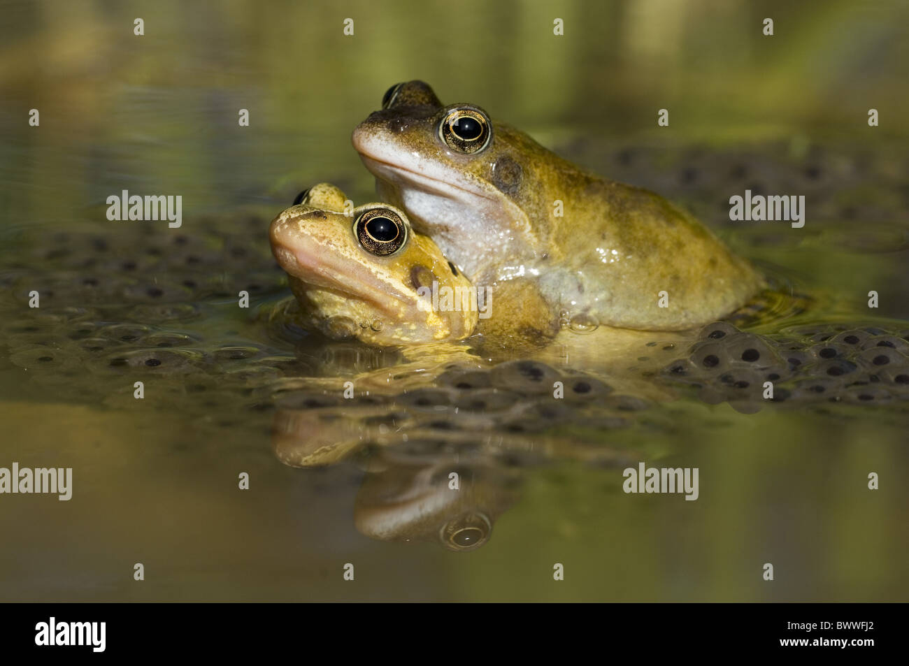 Common Frog Rana temporaria adult pair amplexus Stock Photo - Alamy