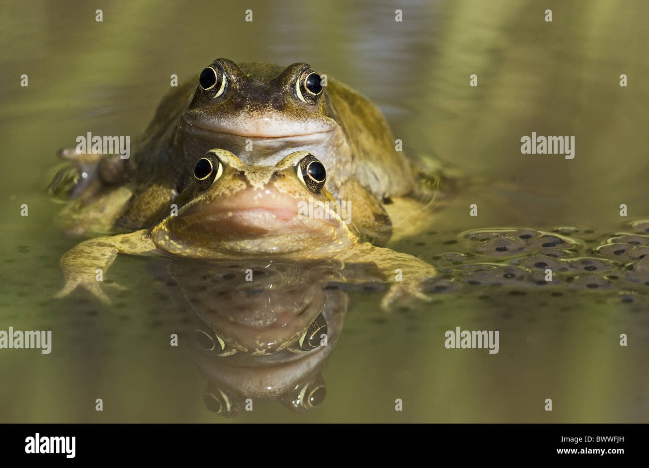Common Frog Rana temporaria adult pair amplexus Stock Photo - Alamy