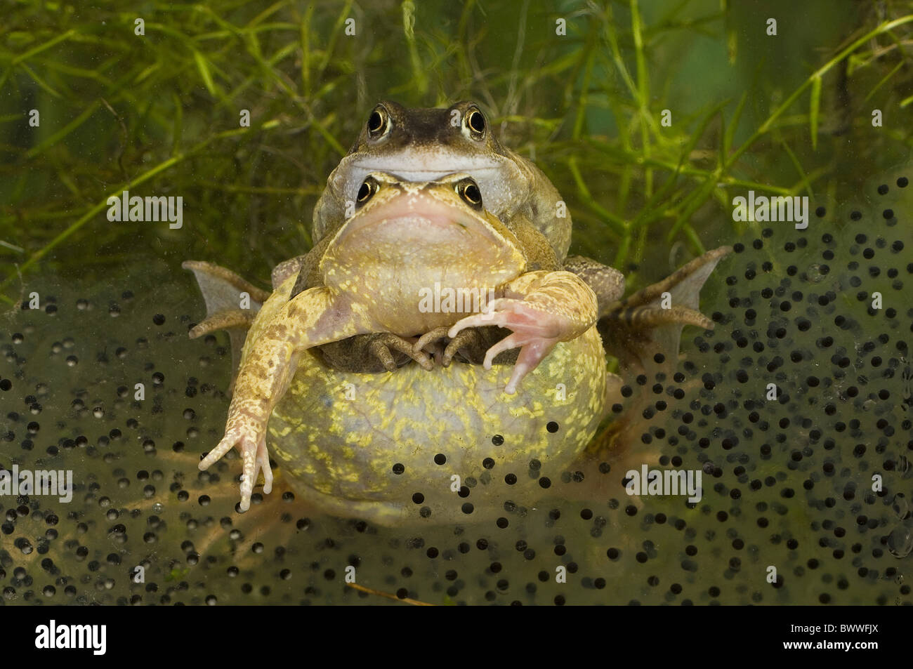 Common Frog Rana temporaria adult pair amplexus Stock Photo - Alamy