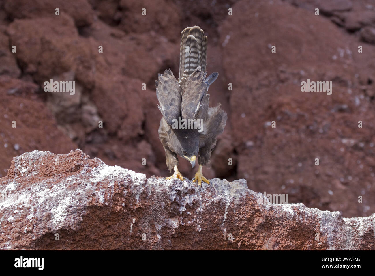 Adult Galapagos HAwk display Stock Photo - Alamy