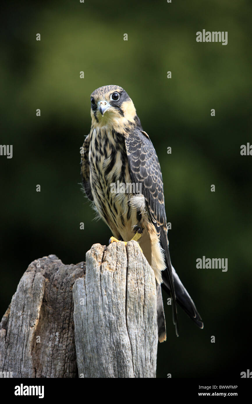 Northern hobby falco subbuteo hi-res stock photography and images - Alamy