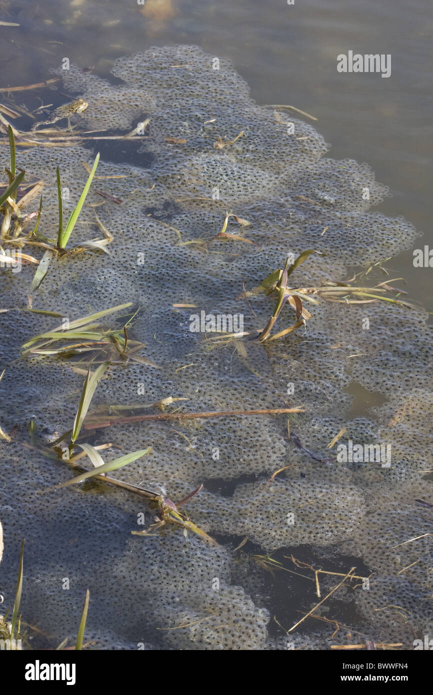 Common Frog Rana temporaria mass frogspawn water Stock Photo - Alamy