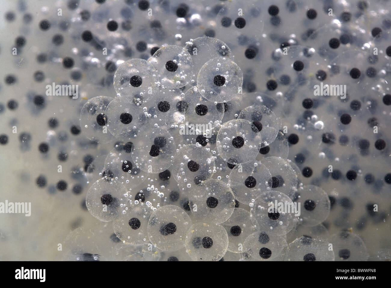 Common Frog Rana temporaria frogspawn developing Stock Photo - Alamy