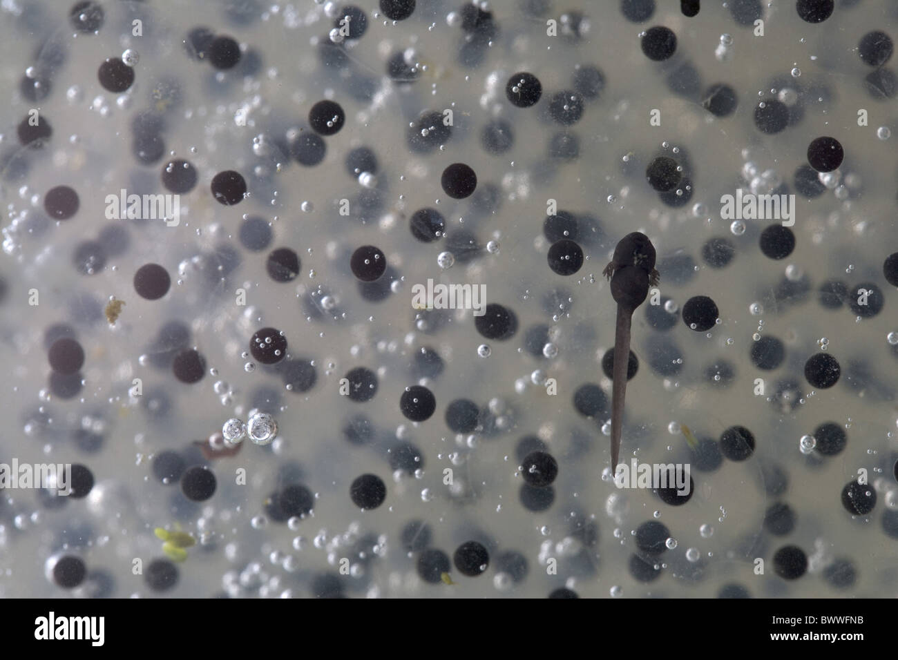 Common Frog Rana temporaria frogspawn seven-day Stock Photo - Alamy