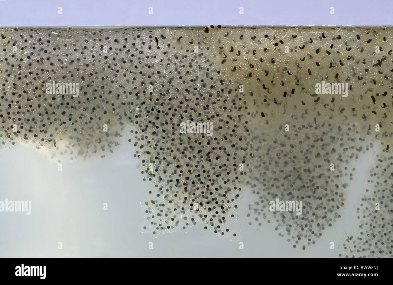 Developing frogspawn hi-res stock photography and images - Alamy