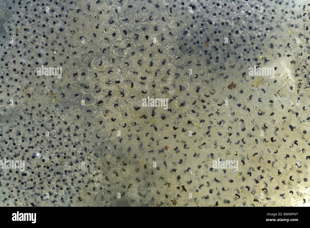 Common Frog Rana temporaria frogspawn newly Stock Photo - Alamy