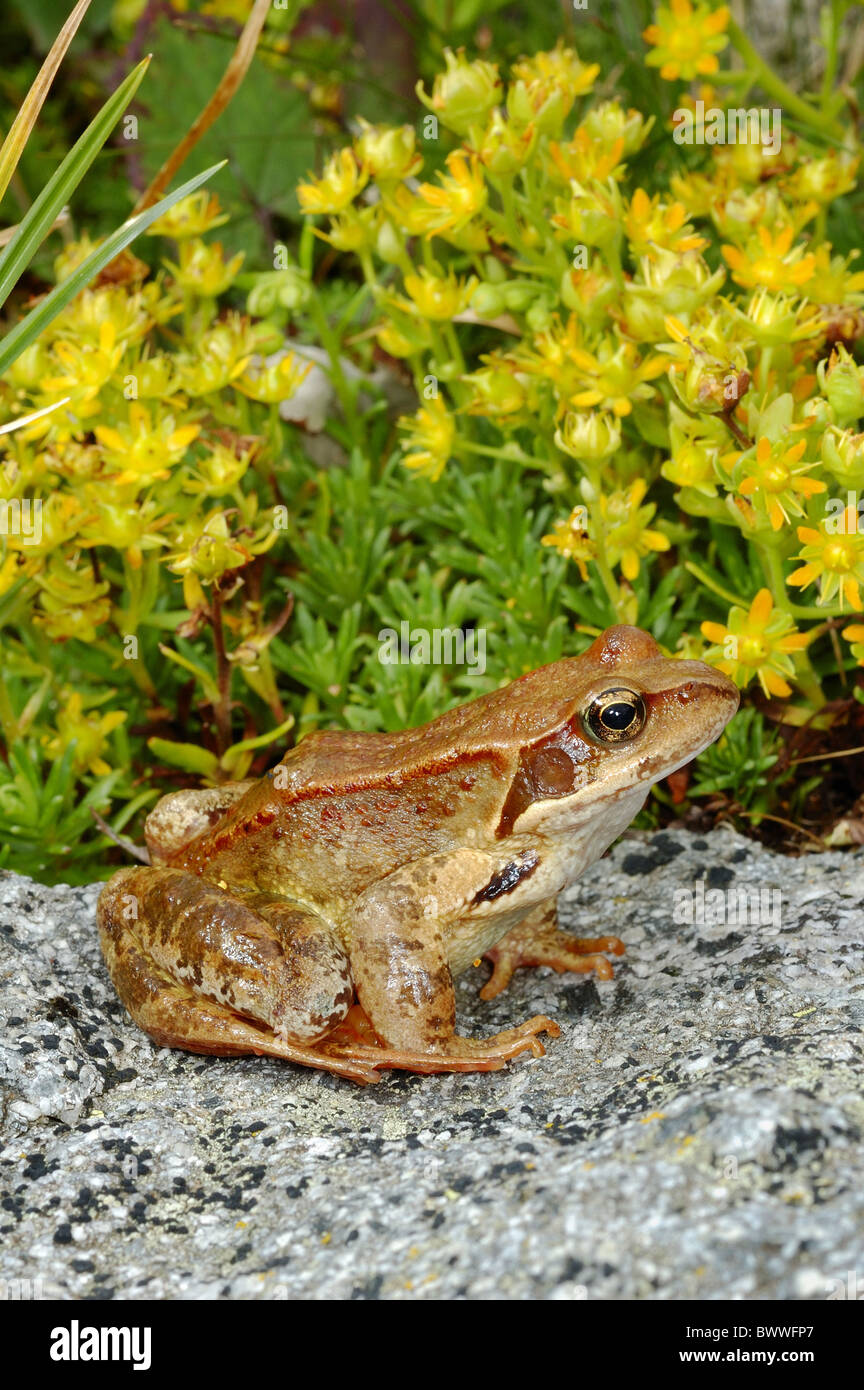 Amphibians Invertebrates Italy Rana temporaria Vertebrates frog ...