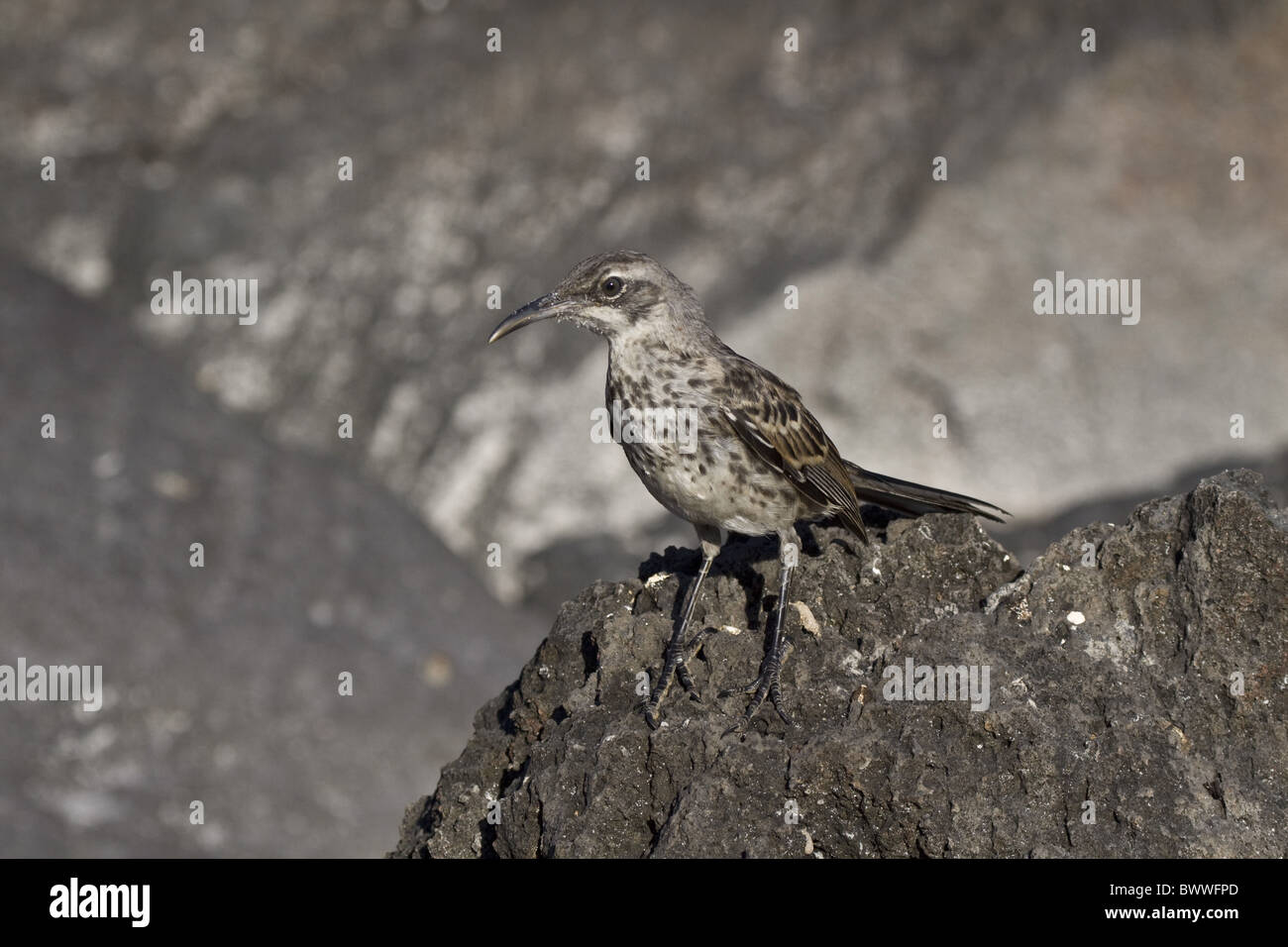 Hood Mockingbird - espanola Island Stock Photo - Alamy