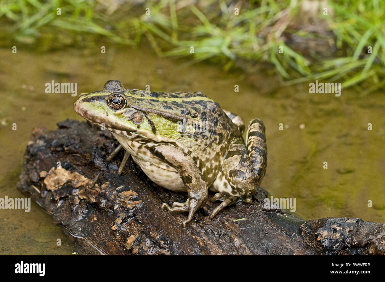 Edible Frog Rana esculenta adult sitting log Stock Photo - Alamy