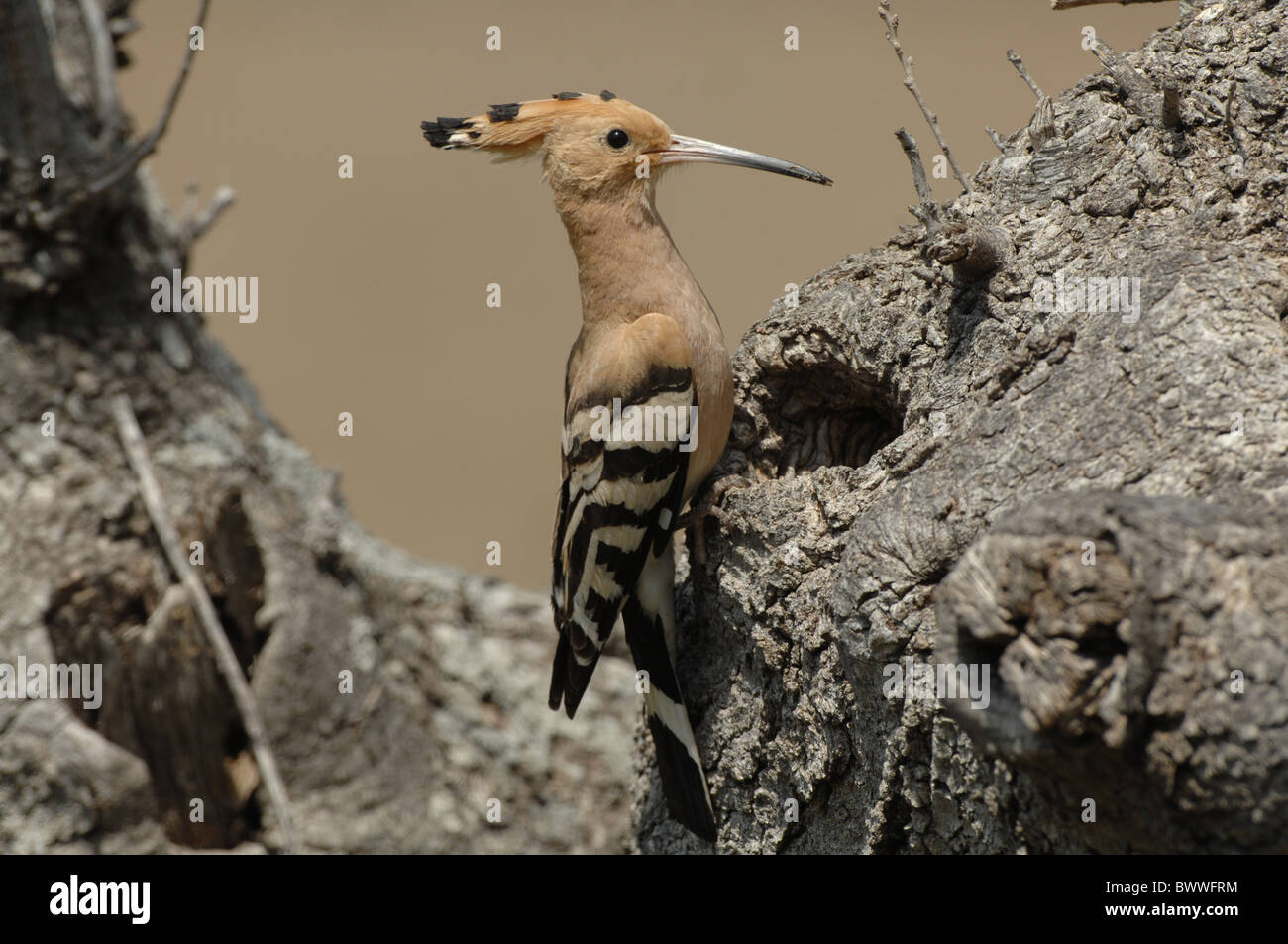 Perched at nesthole in dead tree hi-res stock photography and images ...