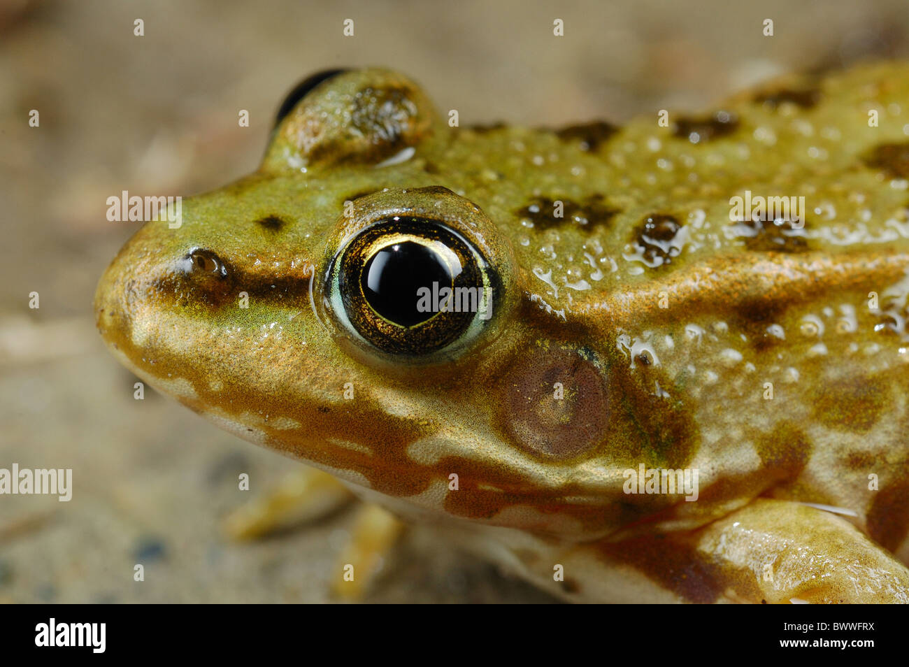 Amphibians Italy Rana esculenta Vertebrates frog portrait frog frogs ...