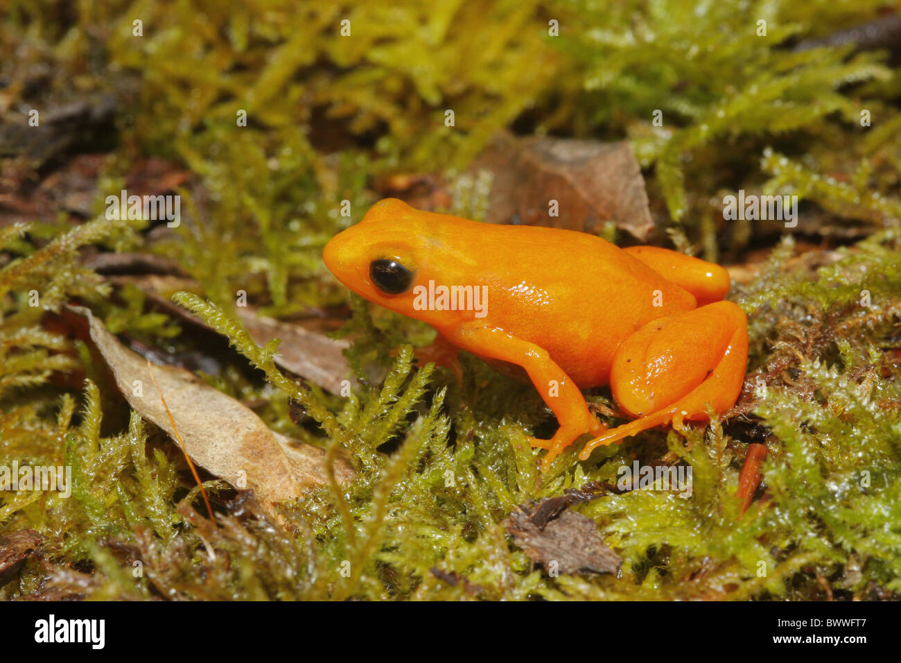 frog frogs amphibians amphibian animal animals endemic madagascar ...