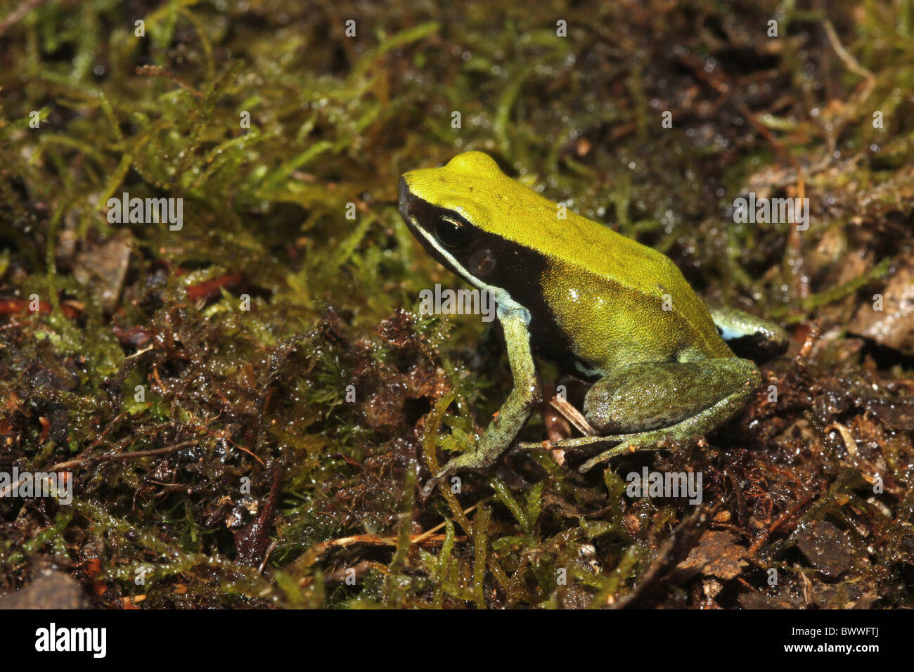 frog frogs amphibians amphibian animal animals island islands endemic ...