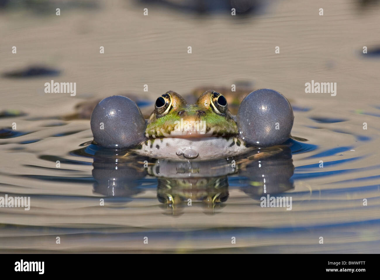 animals amphibians frog marsh frog Rana Rana ridibunda males calls ...