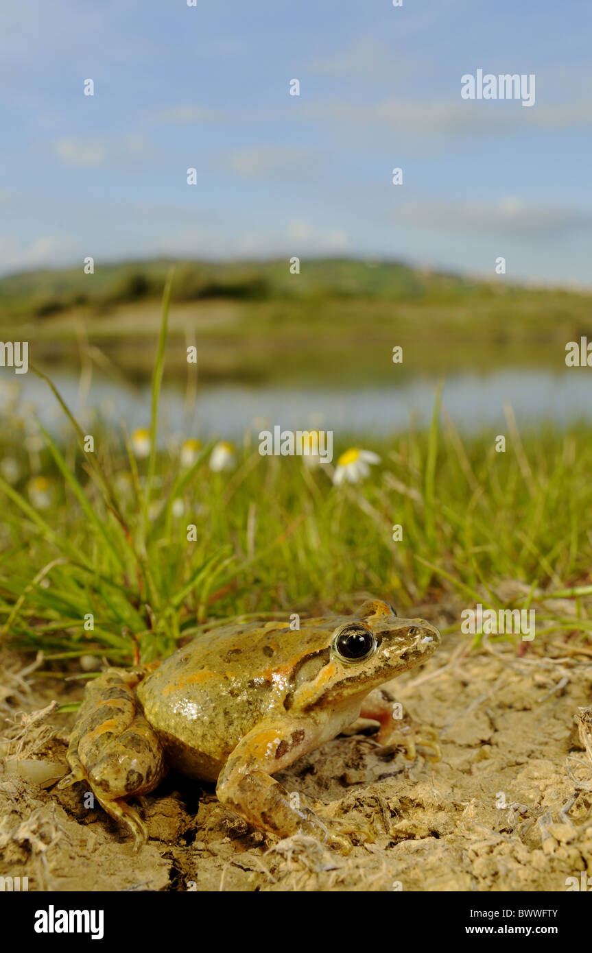 Mediterranean Painted Frog Discoglossus pictus Stock Photo - Alamy