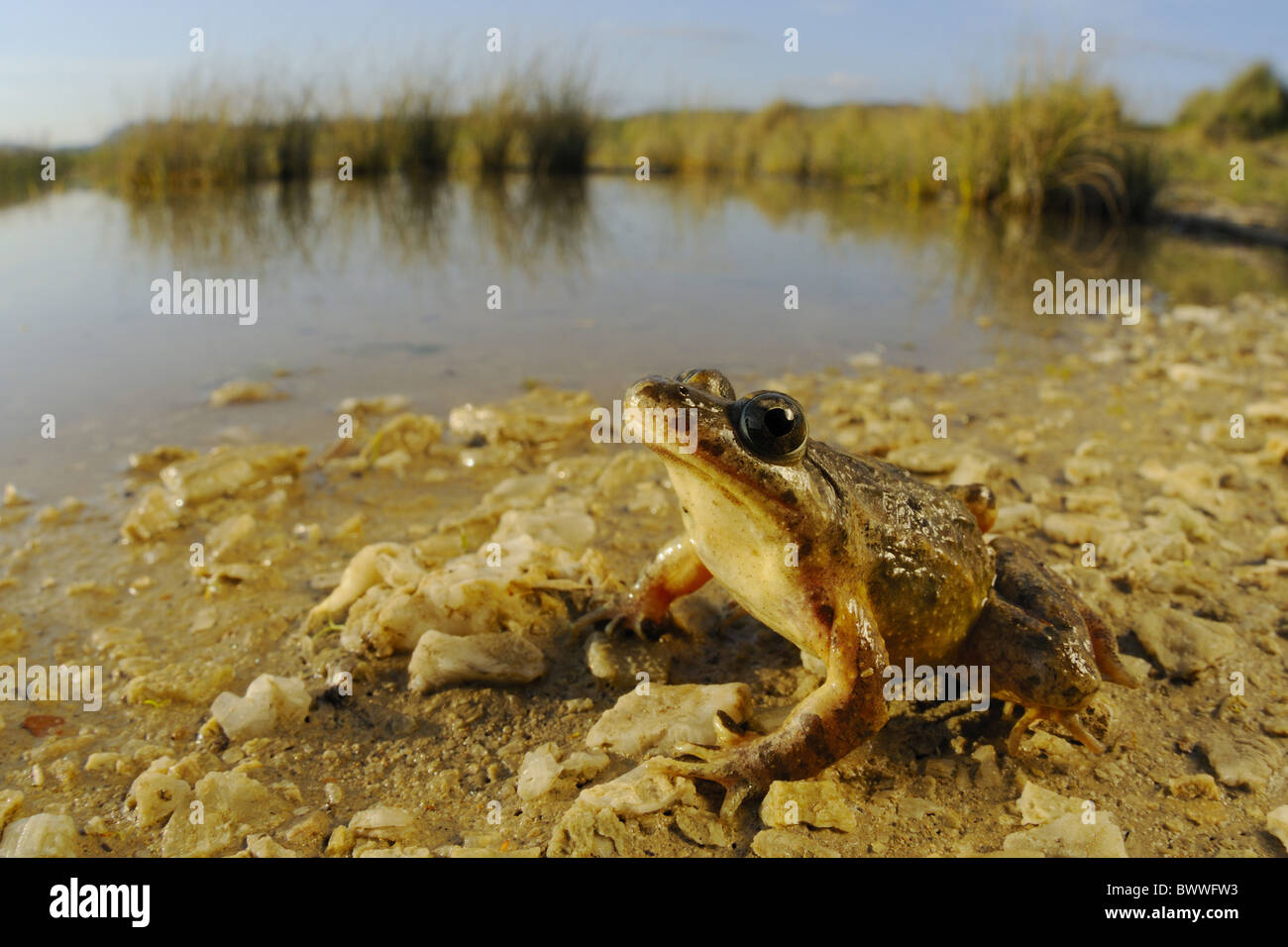 Mediterranean Painted Frog Discoglossus pictus Stock Photo - Alamy