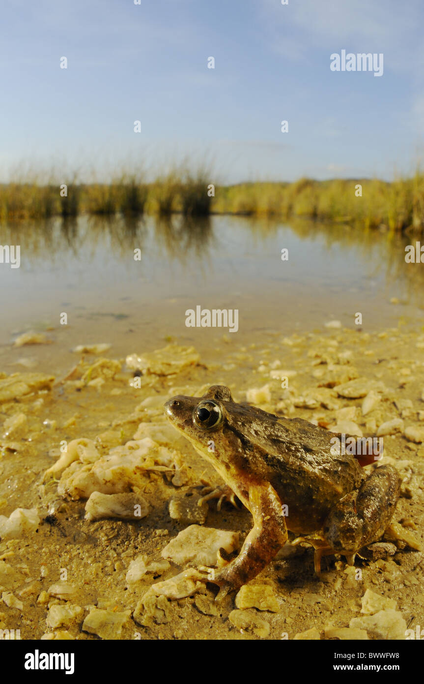 Mediterranean Painted Frog Discoglossus pictus Stock Photo - Alamy