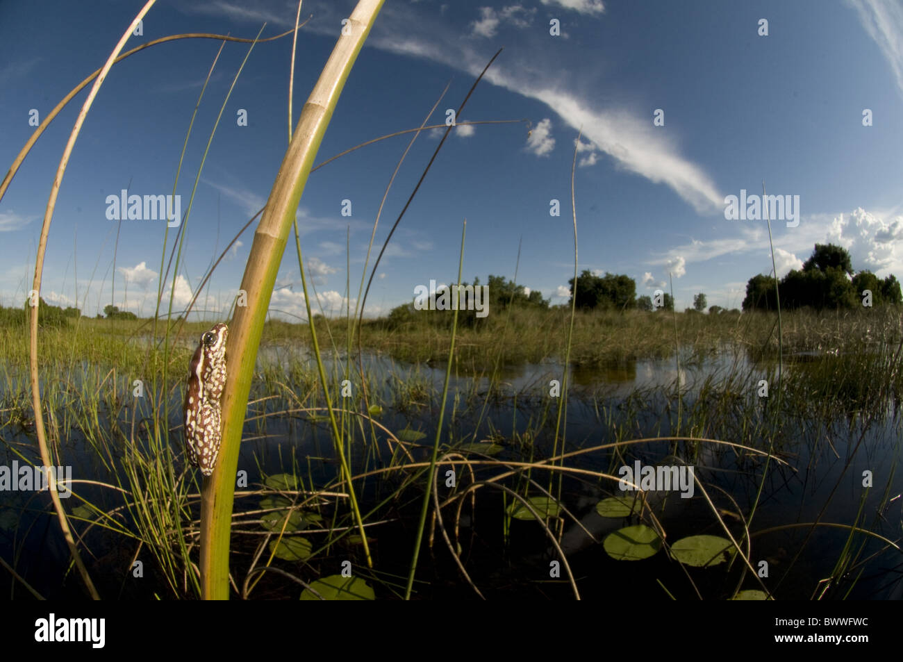 amphibian botswana camp channels cling delta hang landscape male nature ...