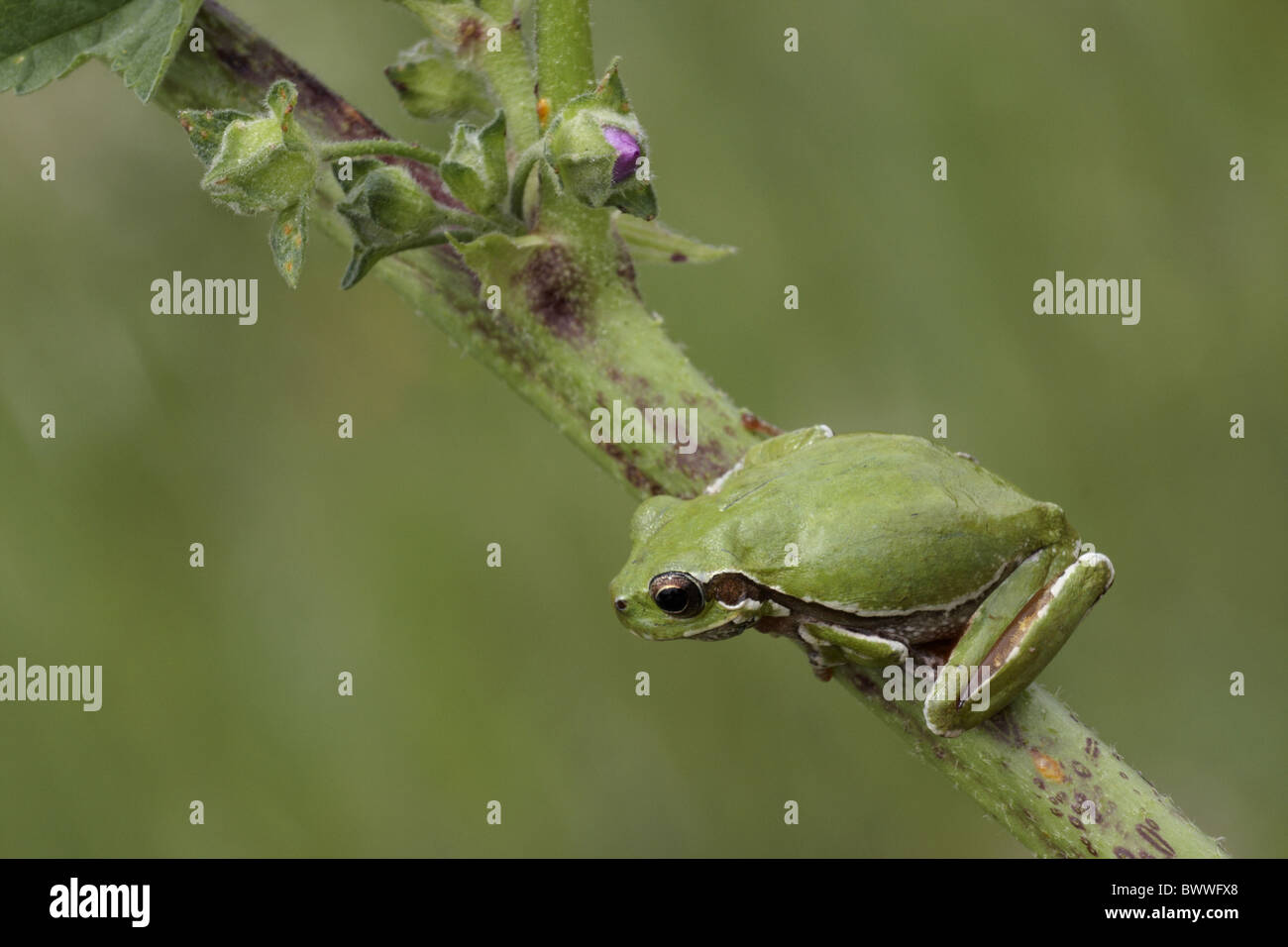 frog frogs "tree frog" "tree frogs" treefrog treefrogs "tree-frog" "tree-frogs" amphibians ...