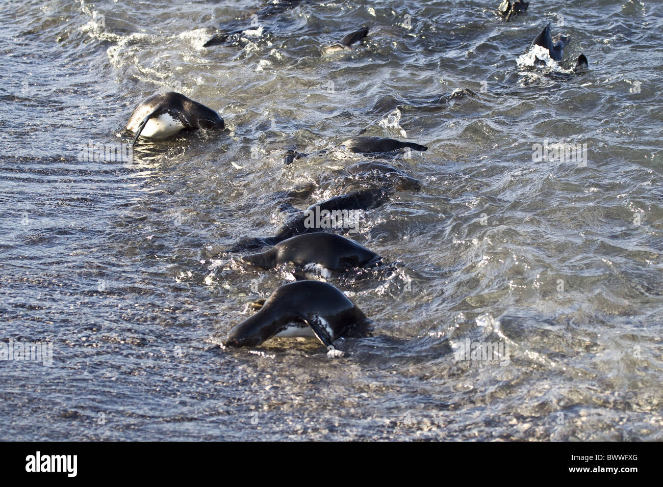Galapagos penguins catching fish shallow sea water Stock Photo - Alamy