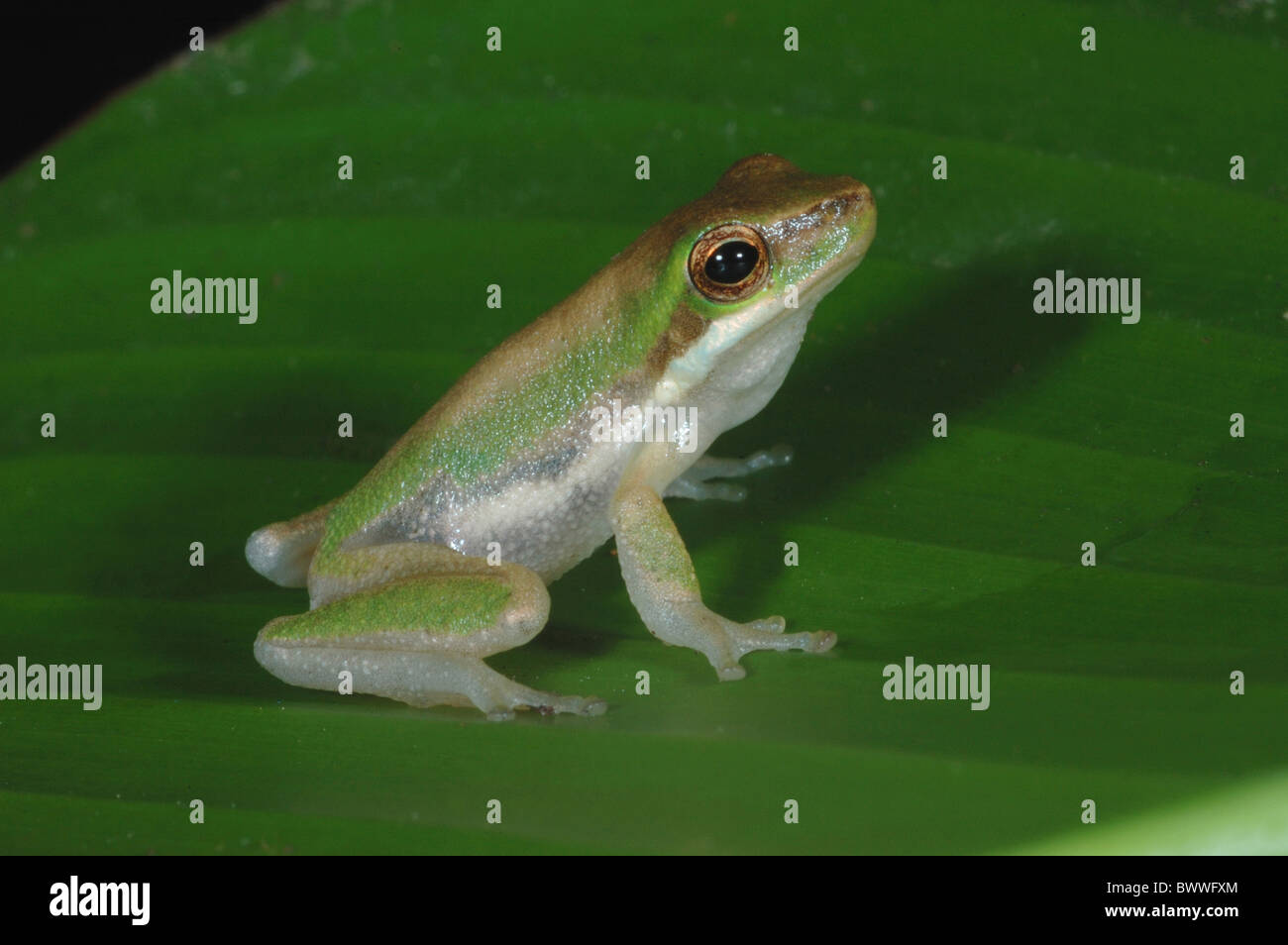 frog frogs "tree frog" "tree frogs" treefrog treefrogs "tree-frog ...