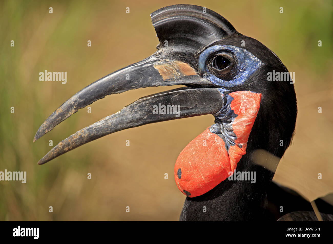 Abyssinian Ground Hornbill (Bucorvus abyssinicus) adult male, close-up ...