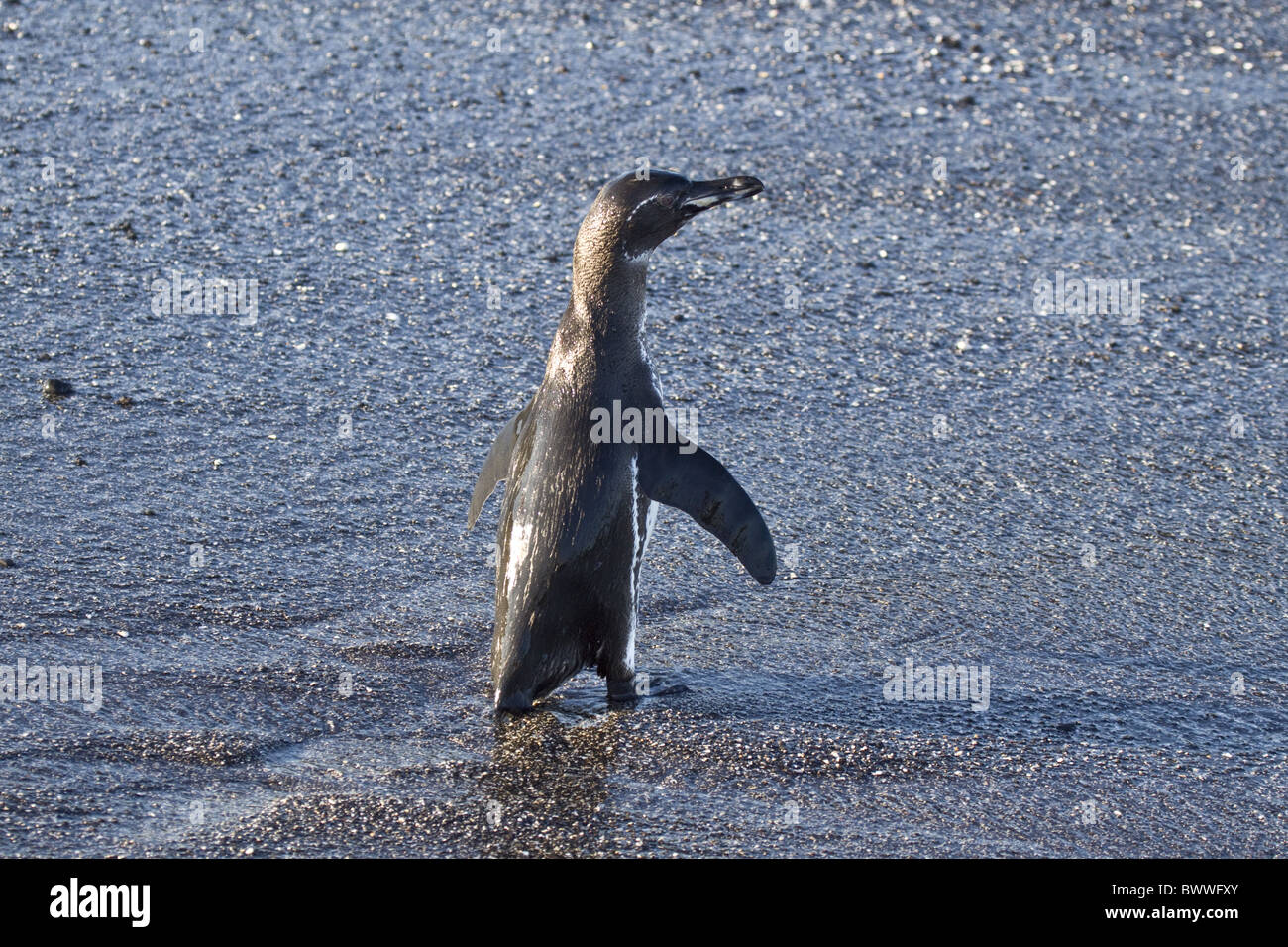 Galapagos penguin on beach Stock Photo - Alamy