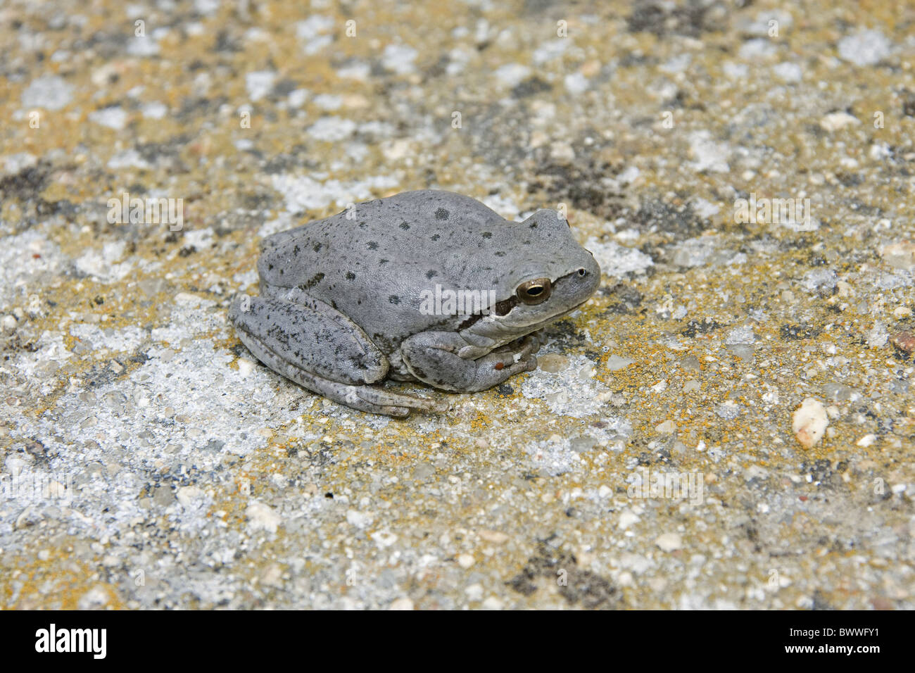 Stripeless tree Frog Hyla meridionalis rock dark form Extremadura May ...