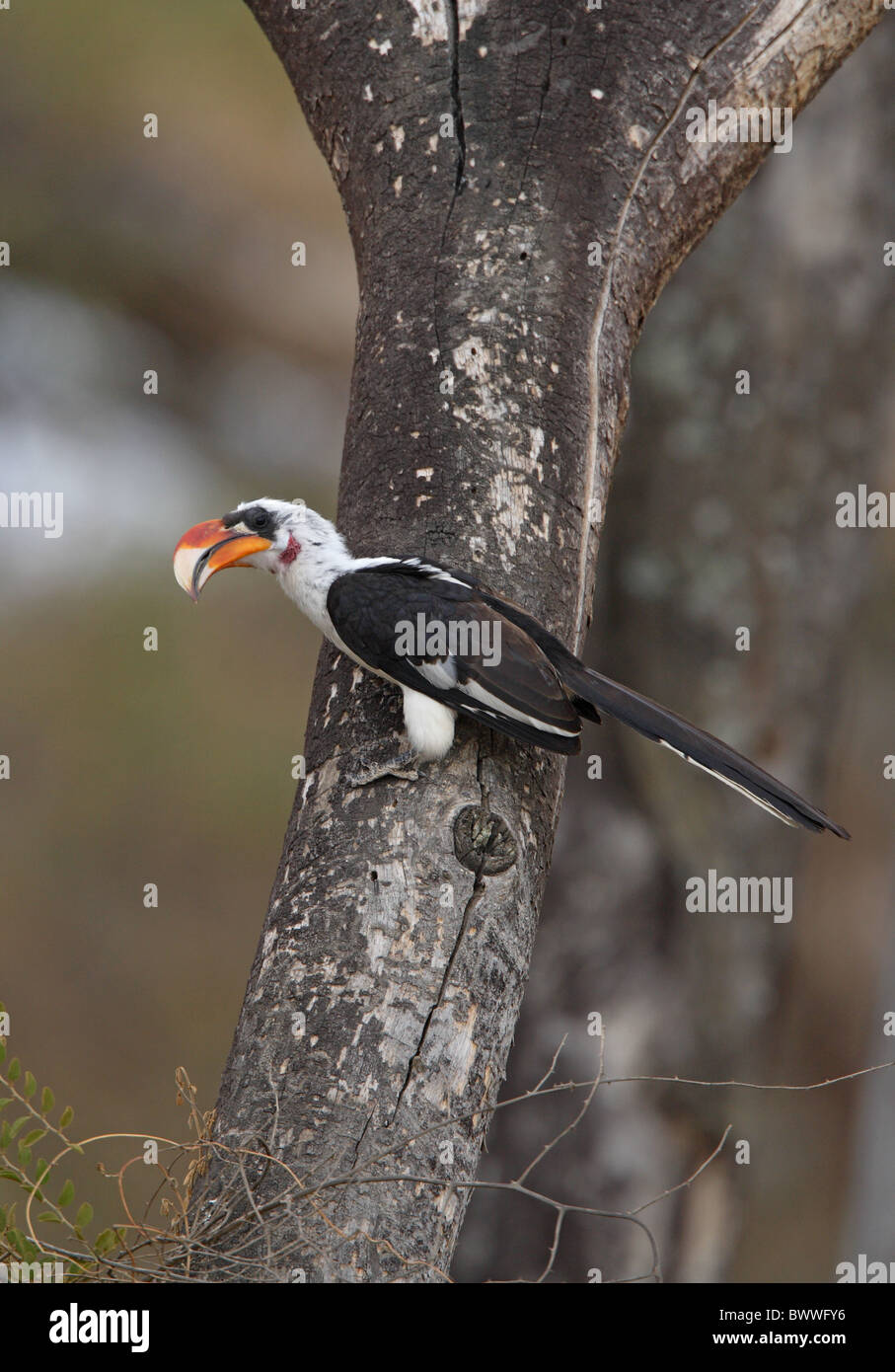 Von Der Decken's Hornbill (Tockus deckeni) adult male, perched on tree ...
