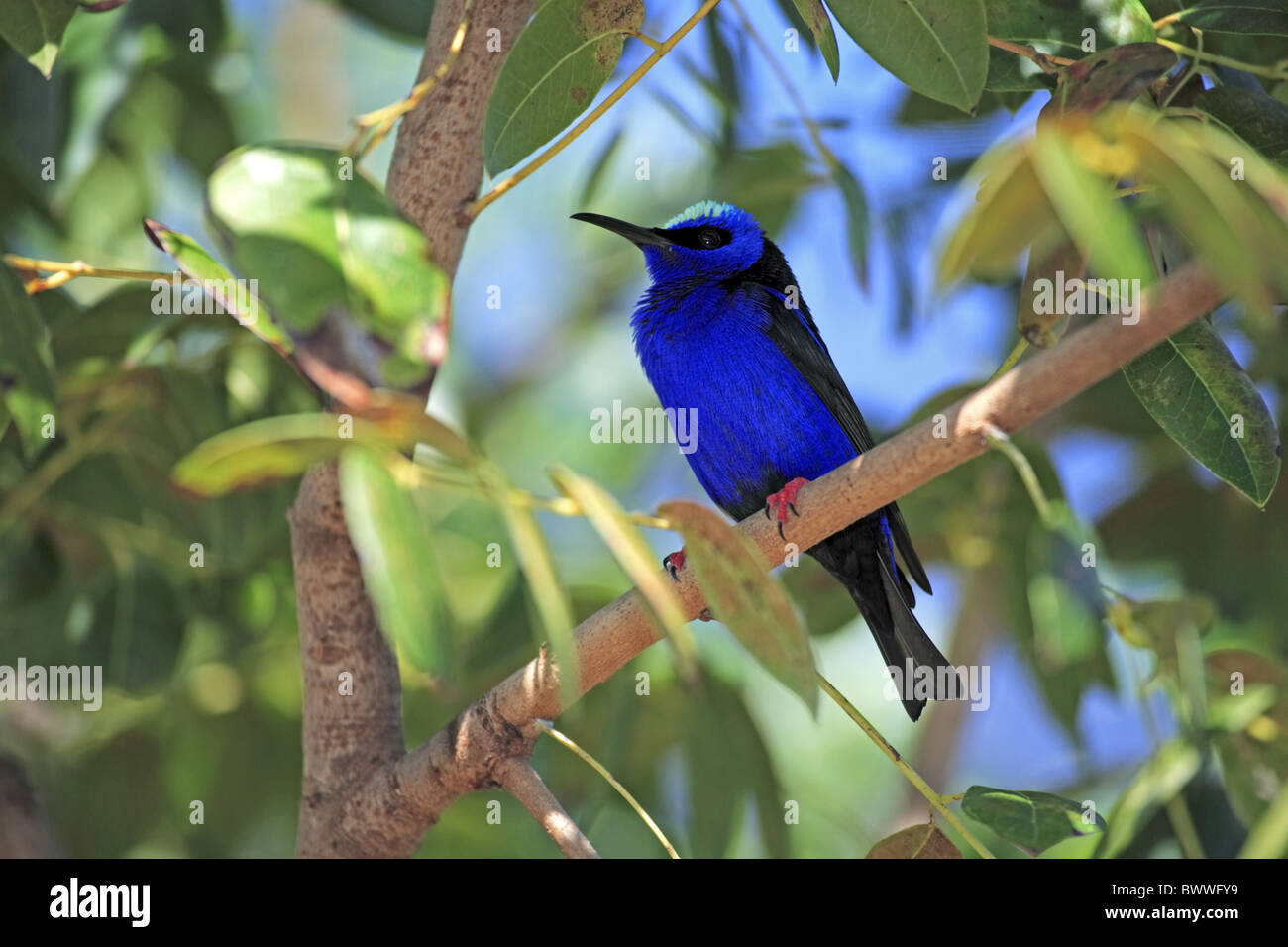 Grand cayman birds hi-res stock photography and images - Alamy