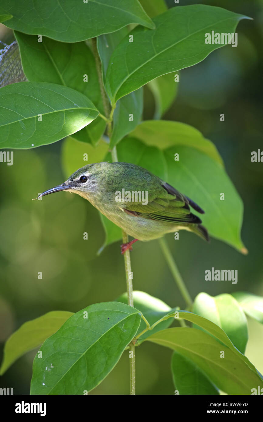 Grand cayman birds hi-res stock photography and images - Alamy